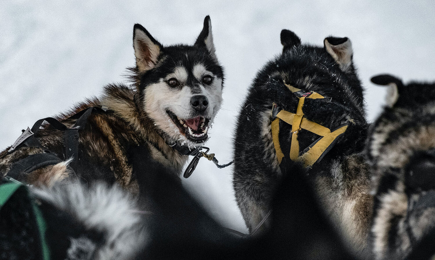 Northern Lites: World's Lightest Durable Premium Snowshoes Since 1992 ...